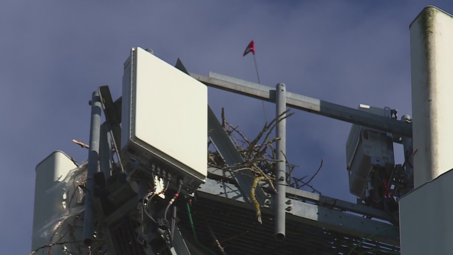 Active osprey nest on NE Portland cell tower intentionally obstructed ...
