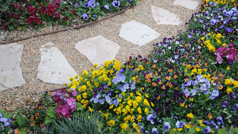 The 11 best ground covers to plant alongside roses for a beautiful ...