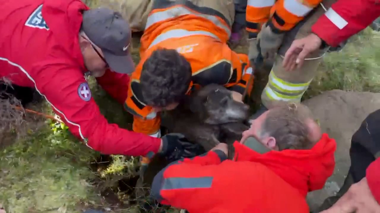 #TheMoment A dog was rescued from a 6-metre crevice