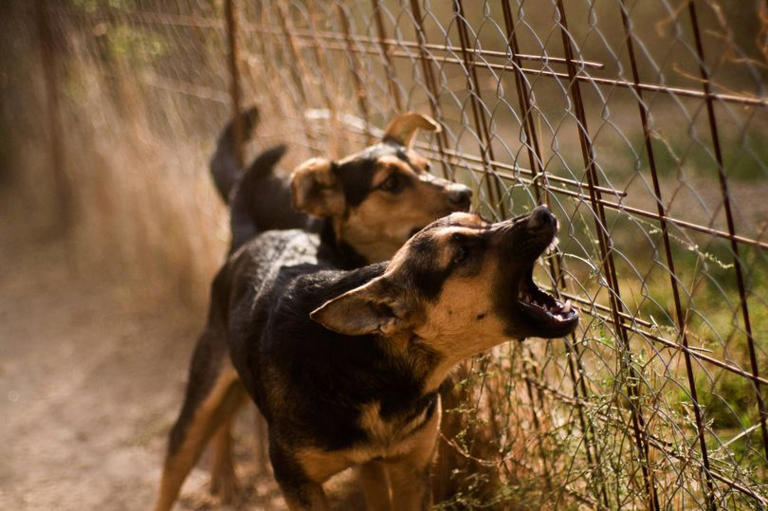 Lawyer explains what you can legally do if your neighbour’s dog won’t ...