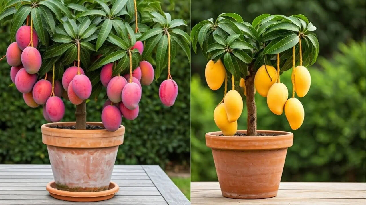 How to grow mango plant in a pot (simple step-by-step guide for beginners)