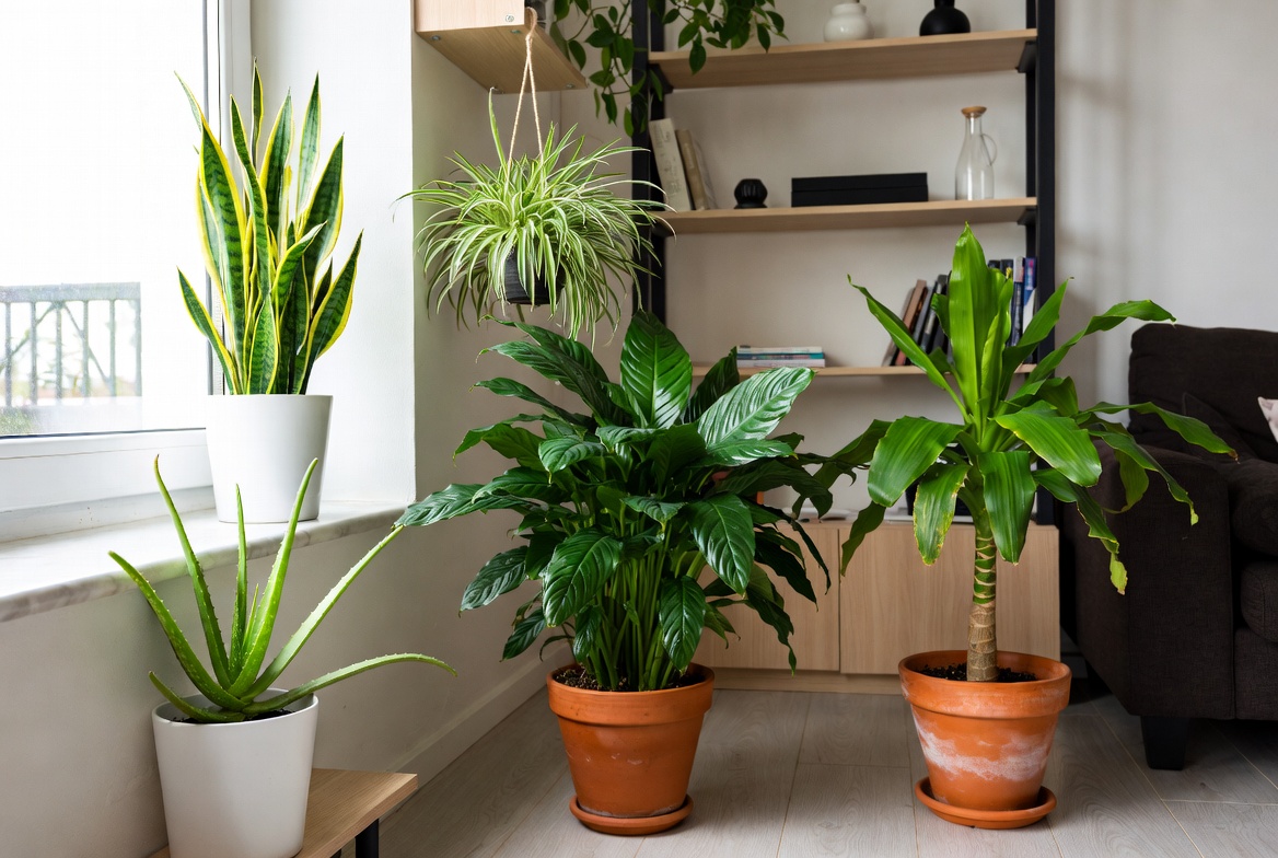 5 piante che rendono la tua casa più accogliente e purificano l’aria