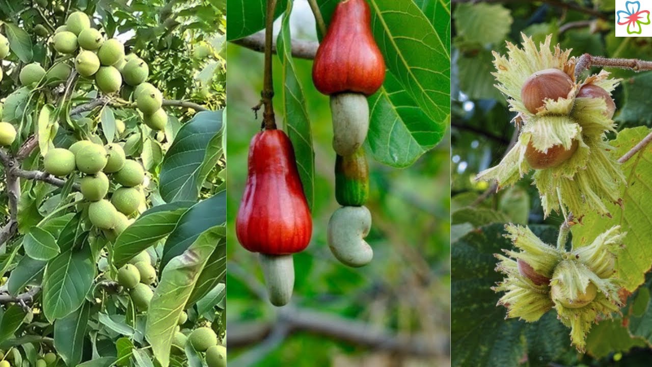 Top nuts perfect for growing in small container gardens