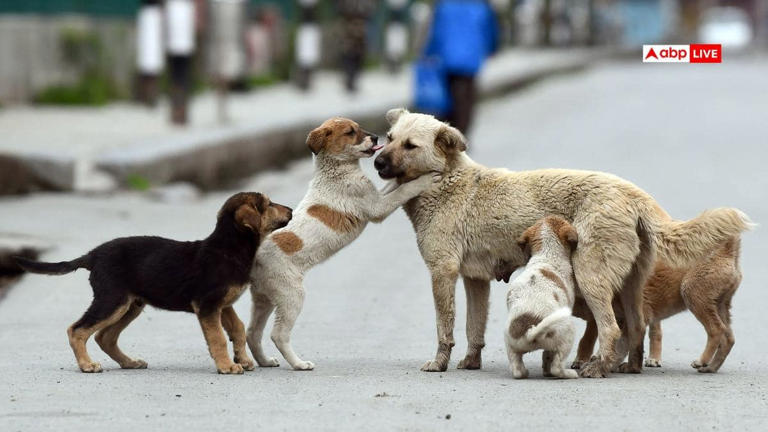 Puppy dies after being thrown into burning tandoor outside dhaba, case ...
