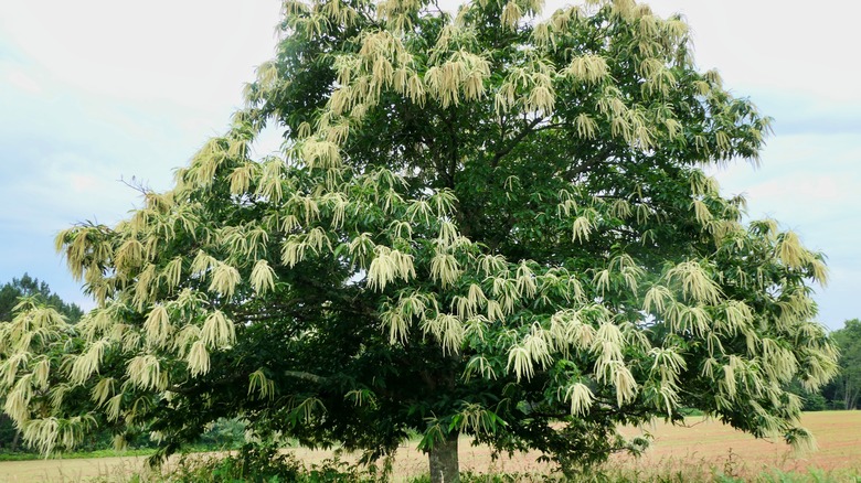 The best nut trees to grow in your yard (and which ones to avoid)