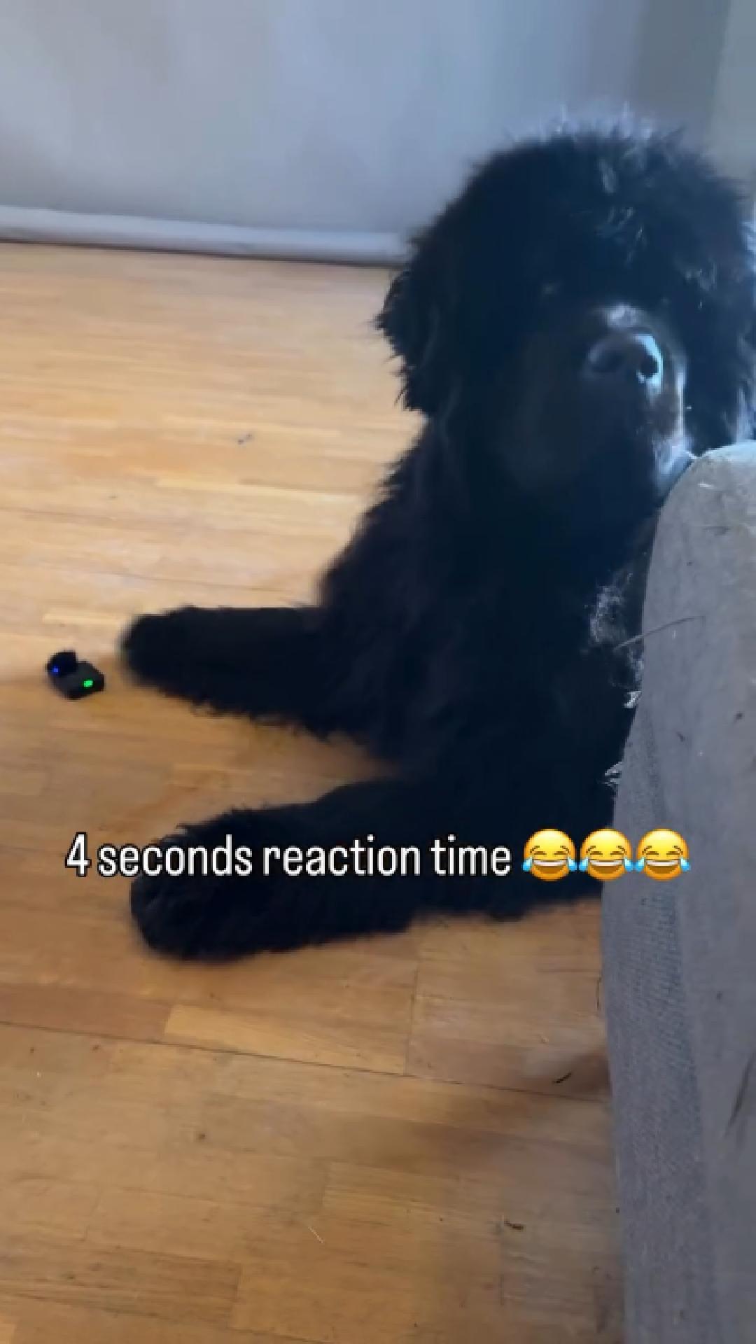 My dog’s snoring sounds completely ridiculous