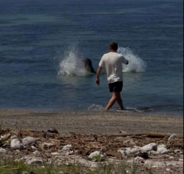 'Repulsive' tourist who threw rock at seal claims he was trying to ...