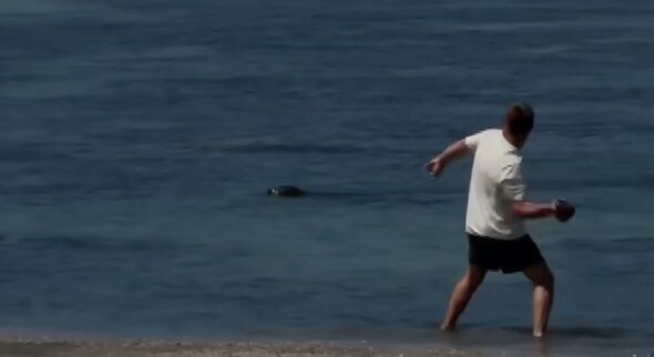 'Repulsive' tourist who threw rock at seal claims he was trying to ...
