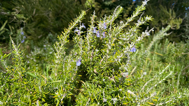 The 11 best ground covers to plant alongside roses for a beautiful ...