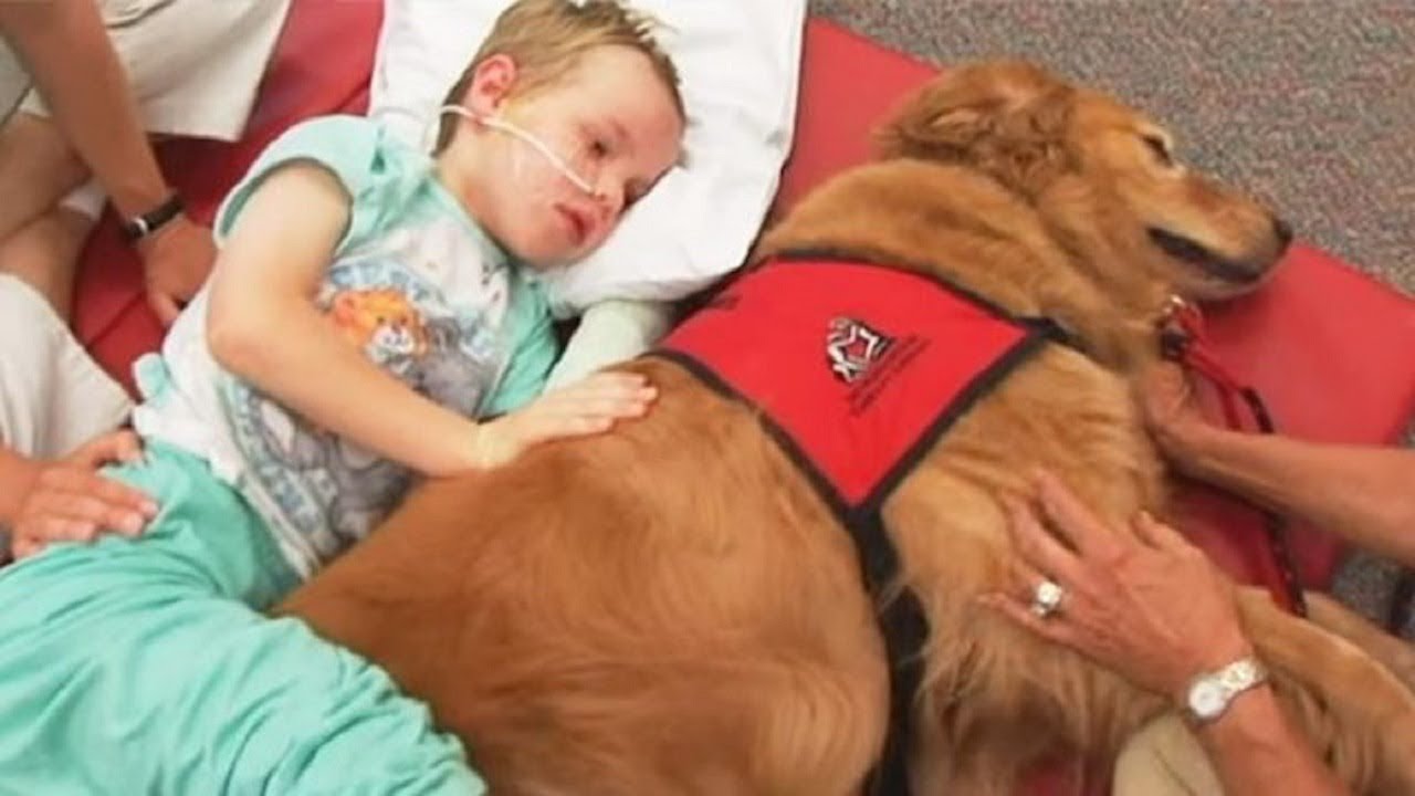 Therapy dog lies down next to a brain damaged boy, doctors then gasp in ...