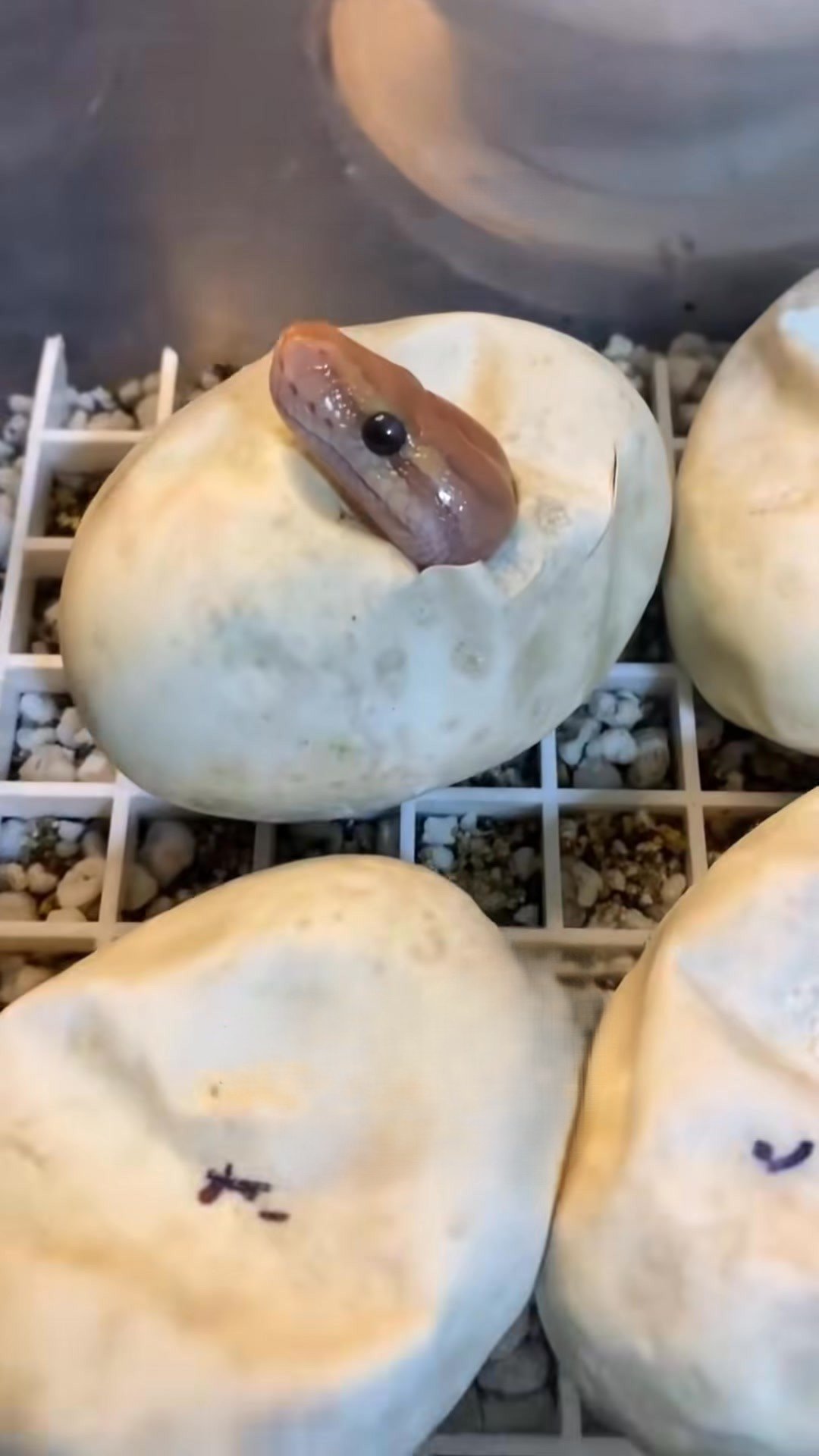 A closer look at this snake clutch