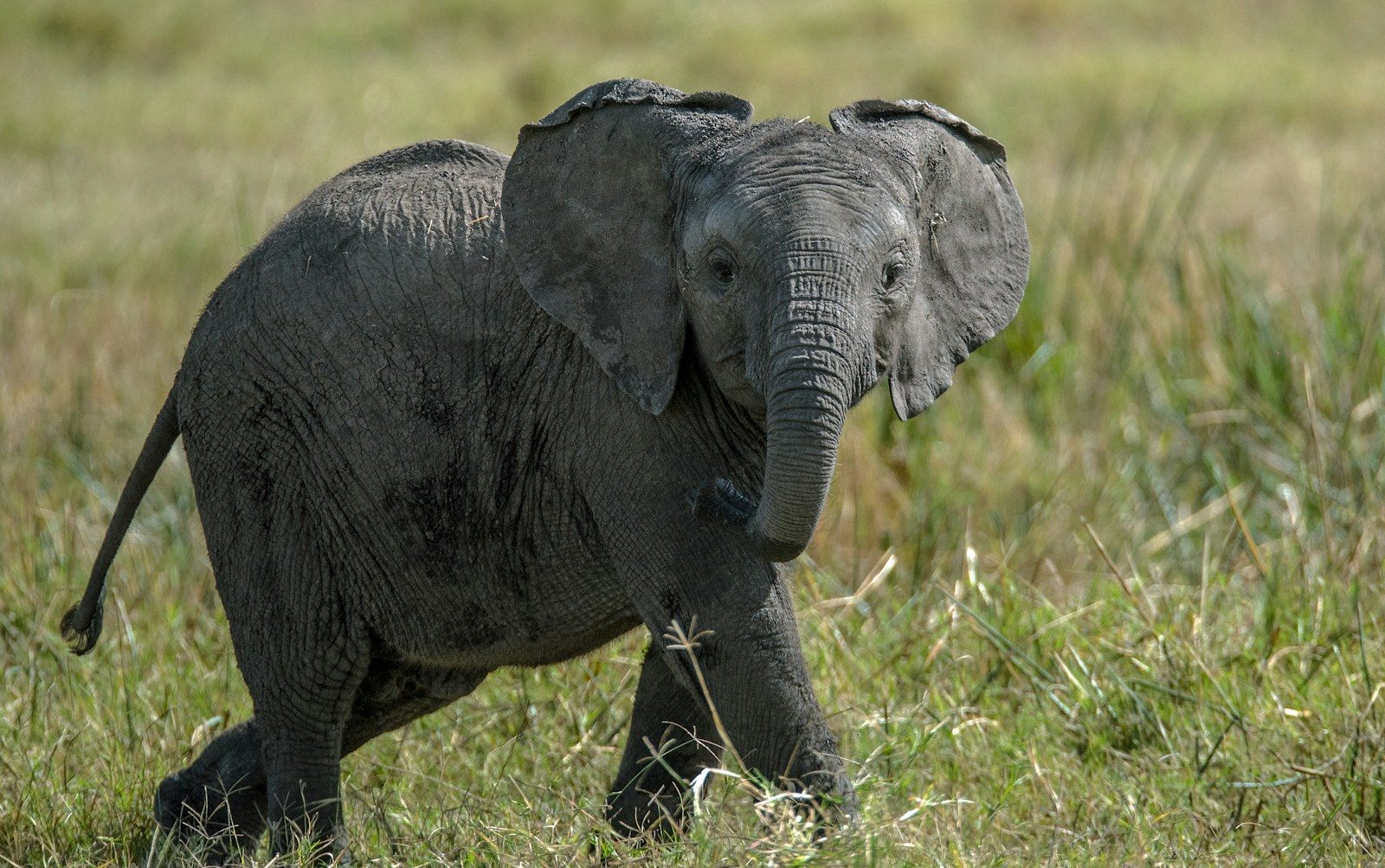 A baby elephant loses its trunk as experts raise concerns about its ...