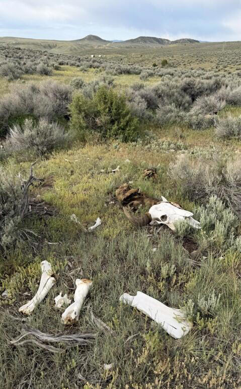 Colorado authorities seize bison herd, cite owner for animal neglect