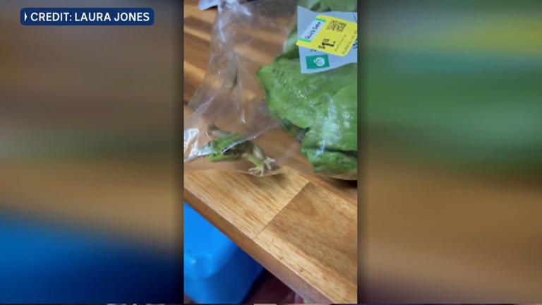 Live frog found in bag of lettuce in remote Western Australian town