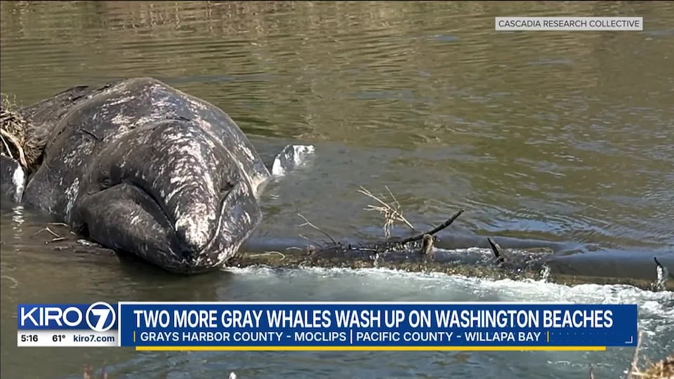 Video: 2 more gray whales wash up on Washington beaches