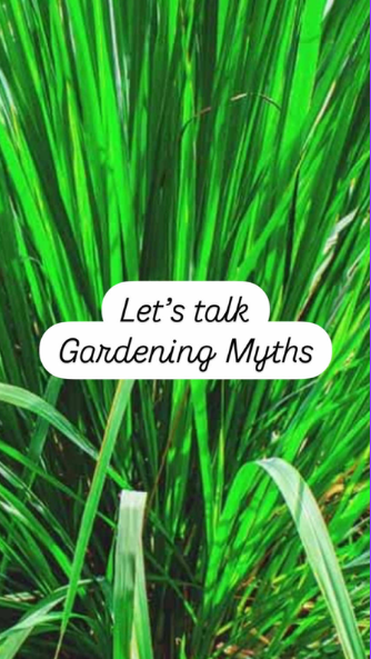 Does citronella really repel mosquitoes?