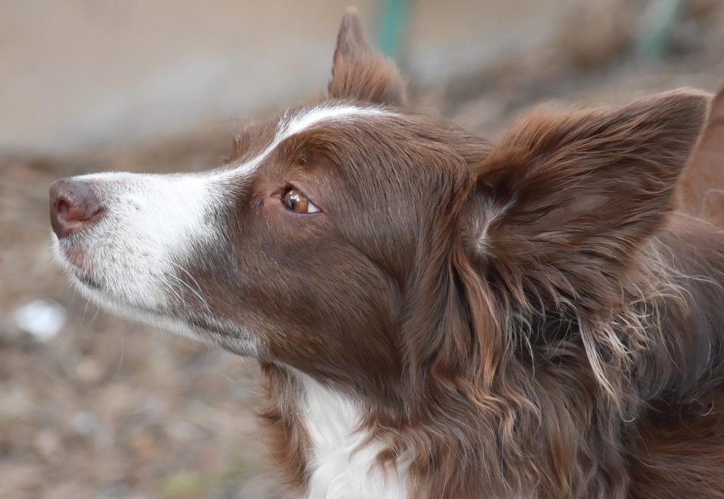 6 dog breeds that often surprise new owners for the wrong reasons