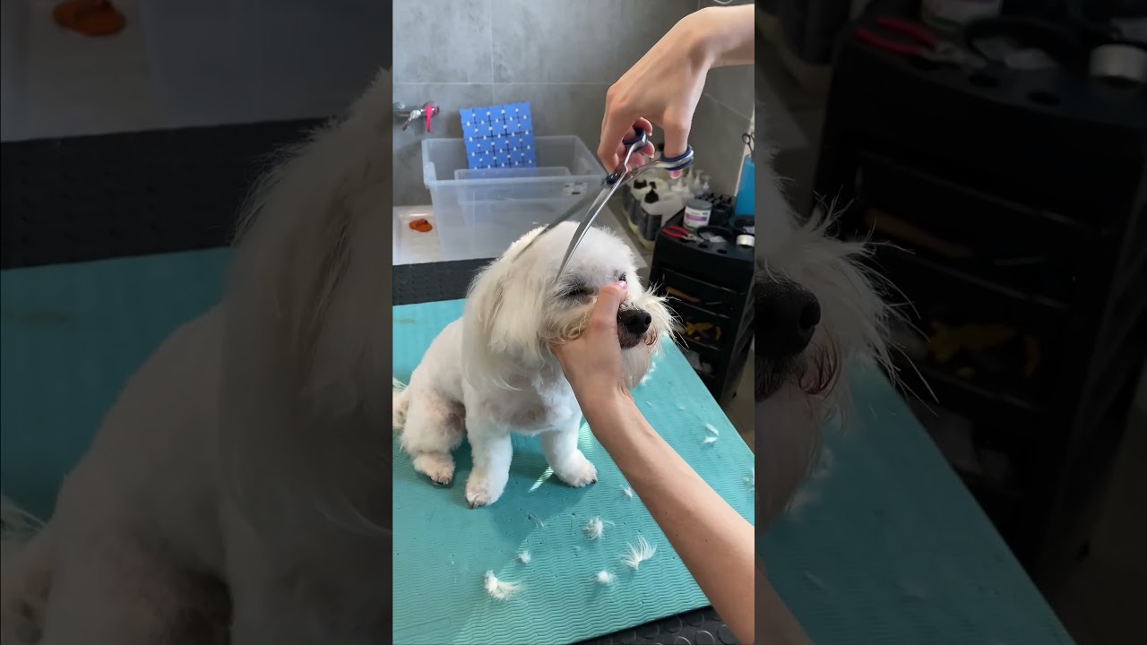 Fluffy dog transformation: Perfect head & face grooming tutorial!
