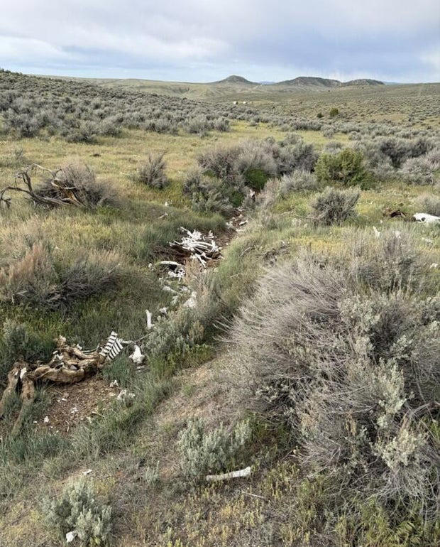 Colorado authorities seize bison herd, cite owner for animal neglect