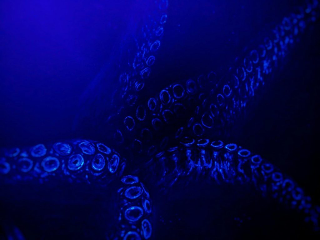 Meet the World’s Most Poisonous Animals on Earth