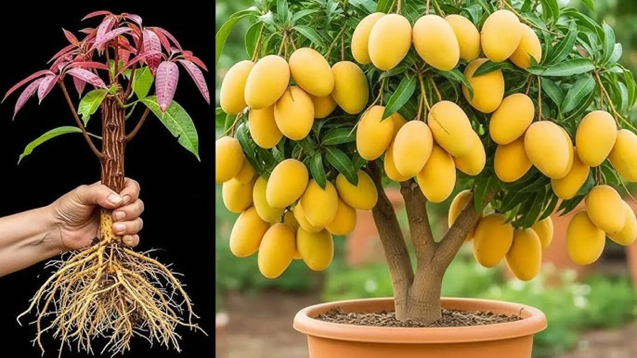 How to grow mango plant in a pot (simple step-by-step guide for beginners)