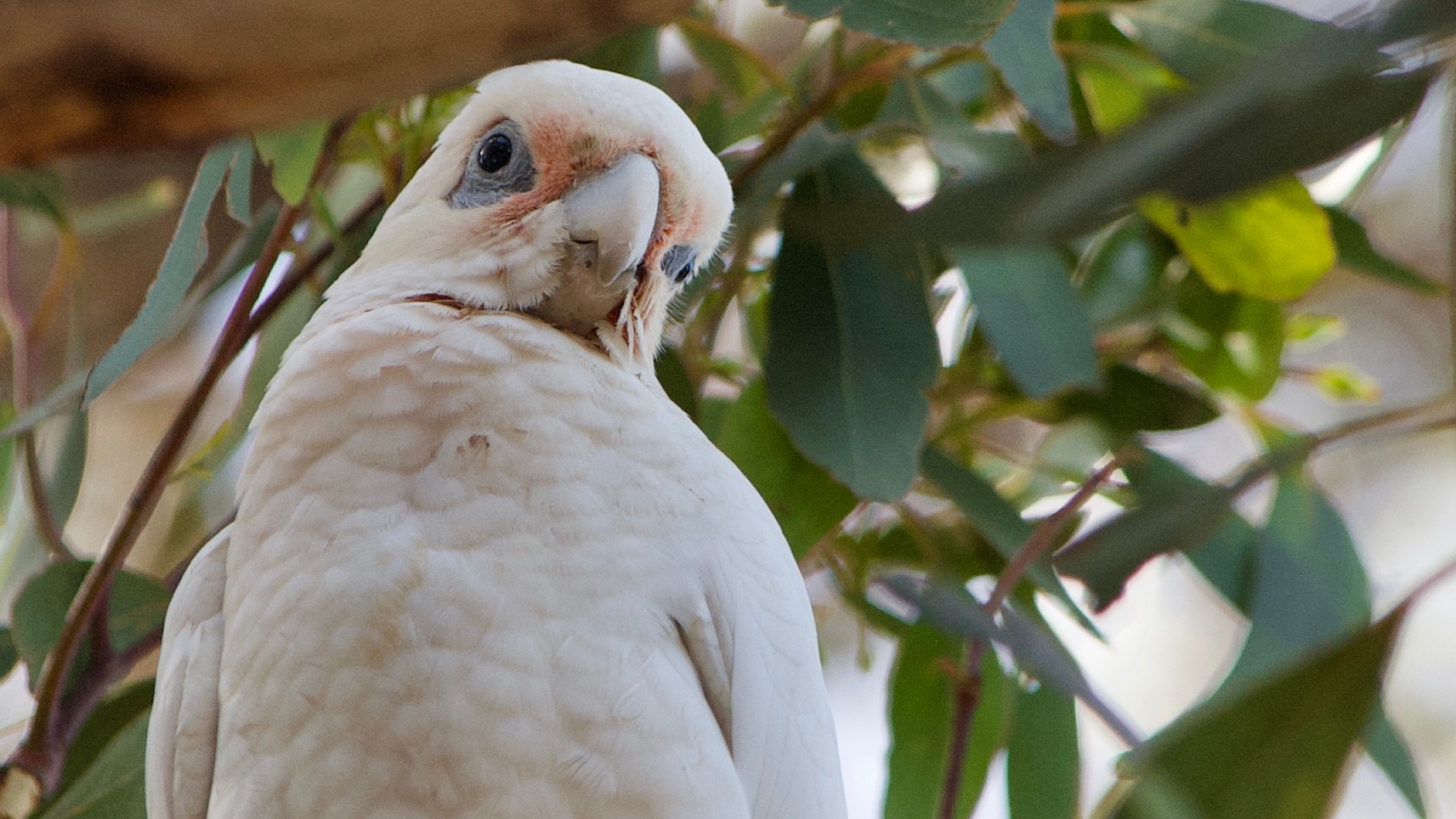 Cull of 20,000 native birds at Newcastle Waters cattle station will not ...