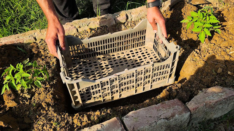 I turned an old fruit basket into a simple worm compost system for my ...