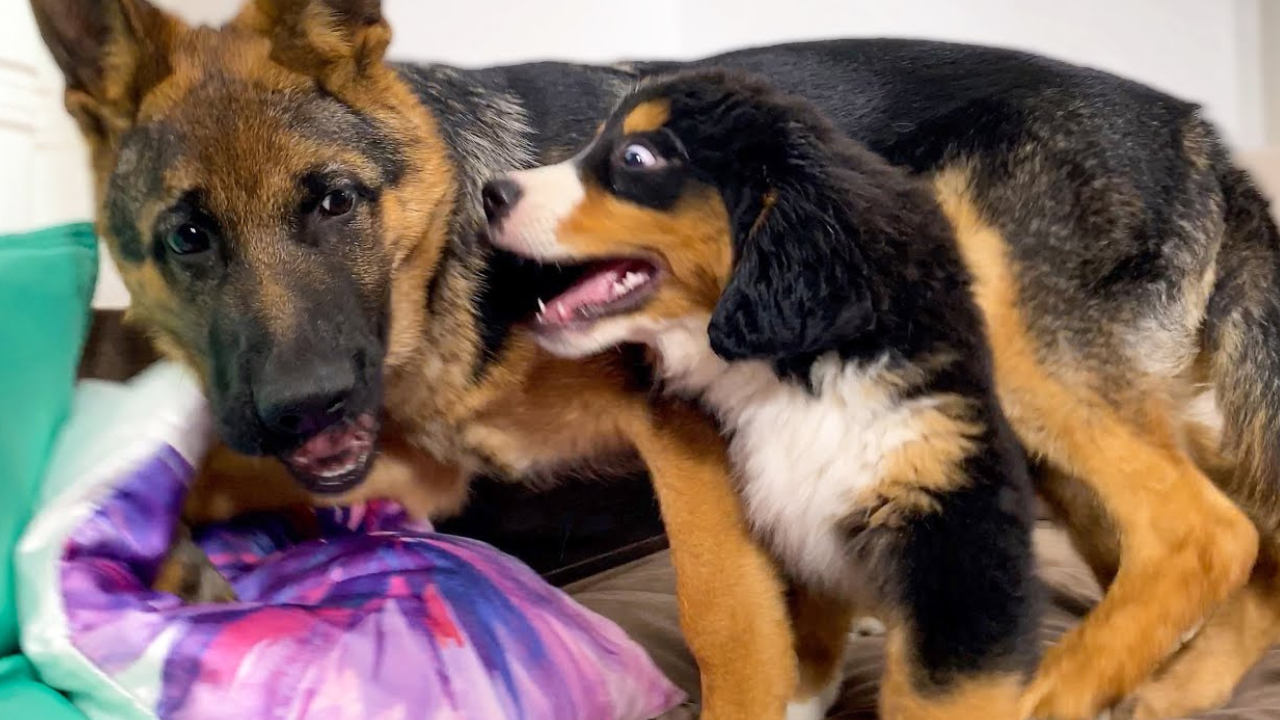Duitse herder ontmoet Berner puppy voor het eerst