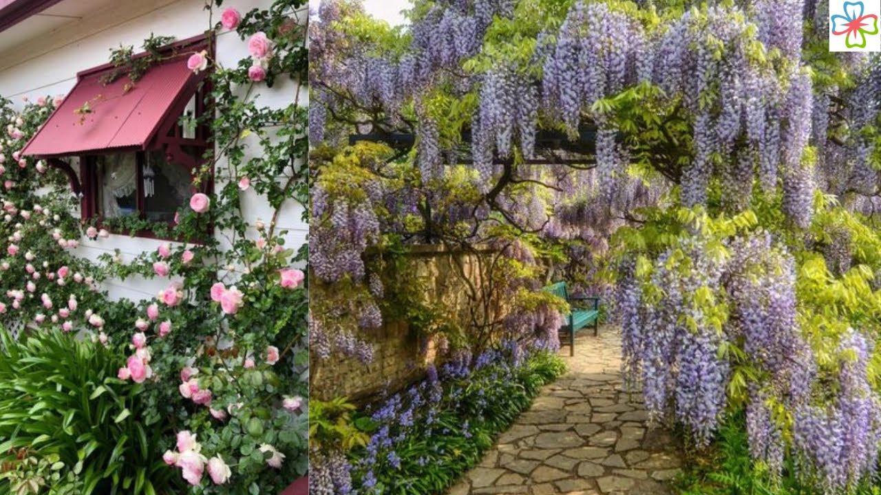 Best flowering vines that thrive beautifully in shaded areas
