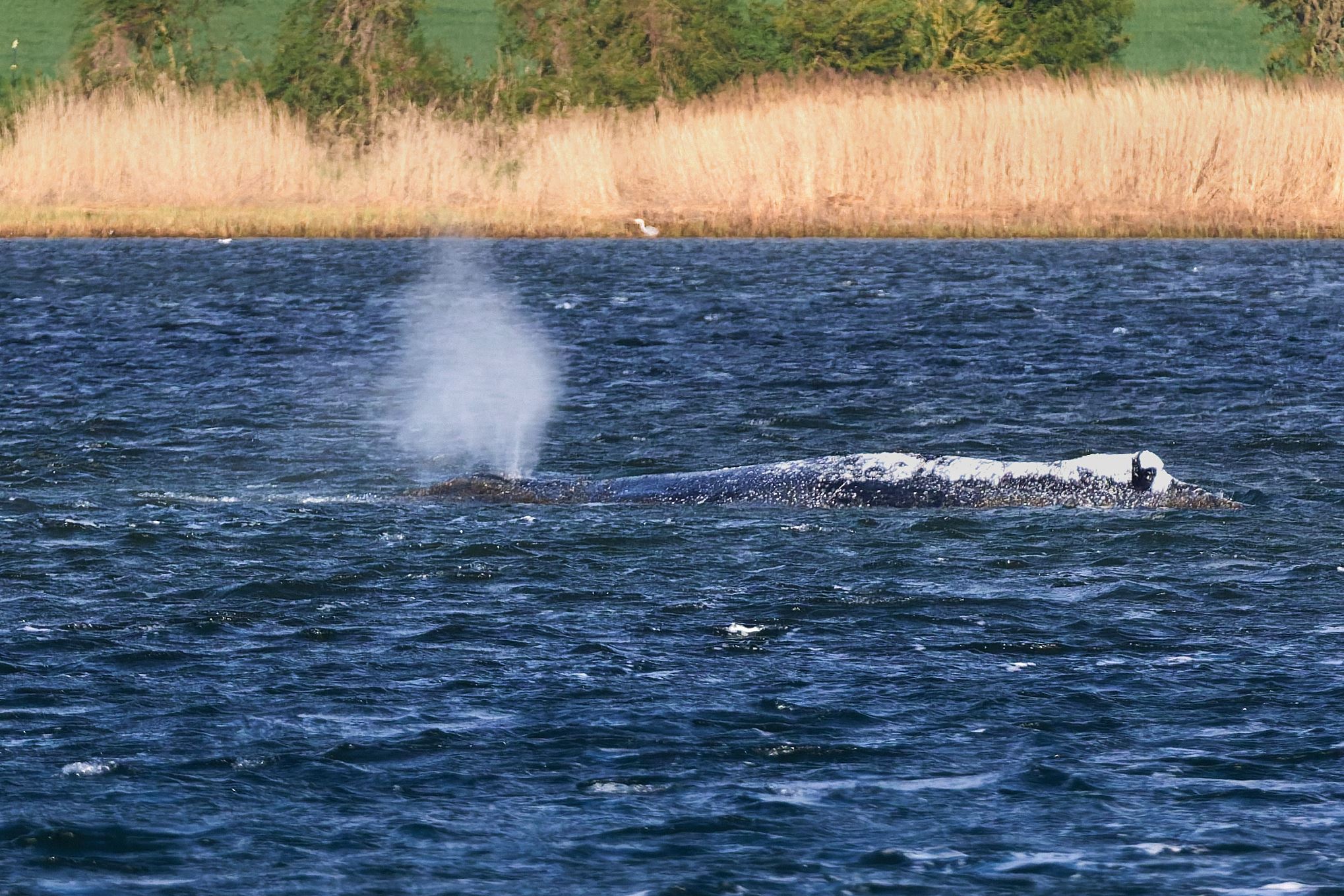 Stranded whale 'Timmy' found dead days after rescue effort