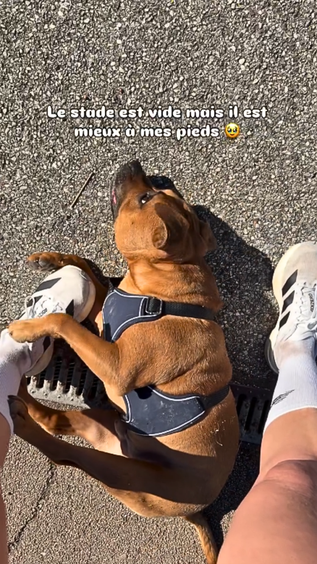Une vraie glue ce staffie attachant