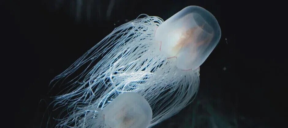 18 weird facts to instantly hook your brain