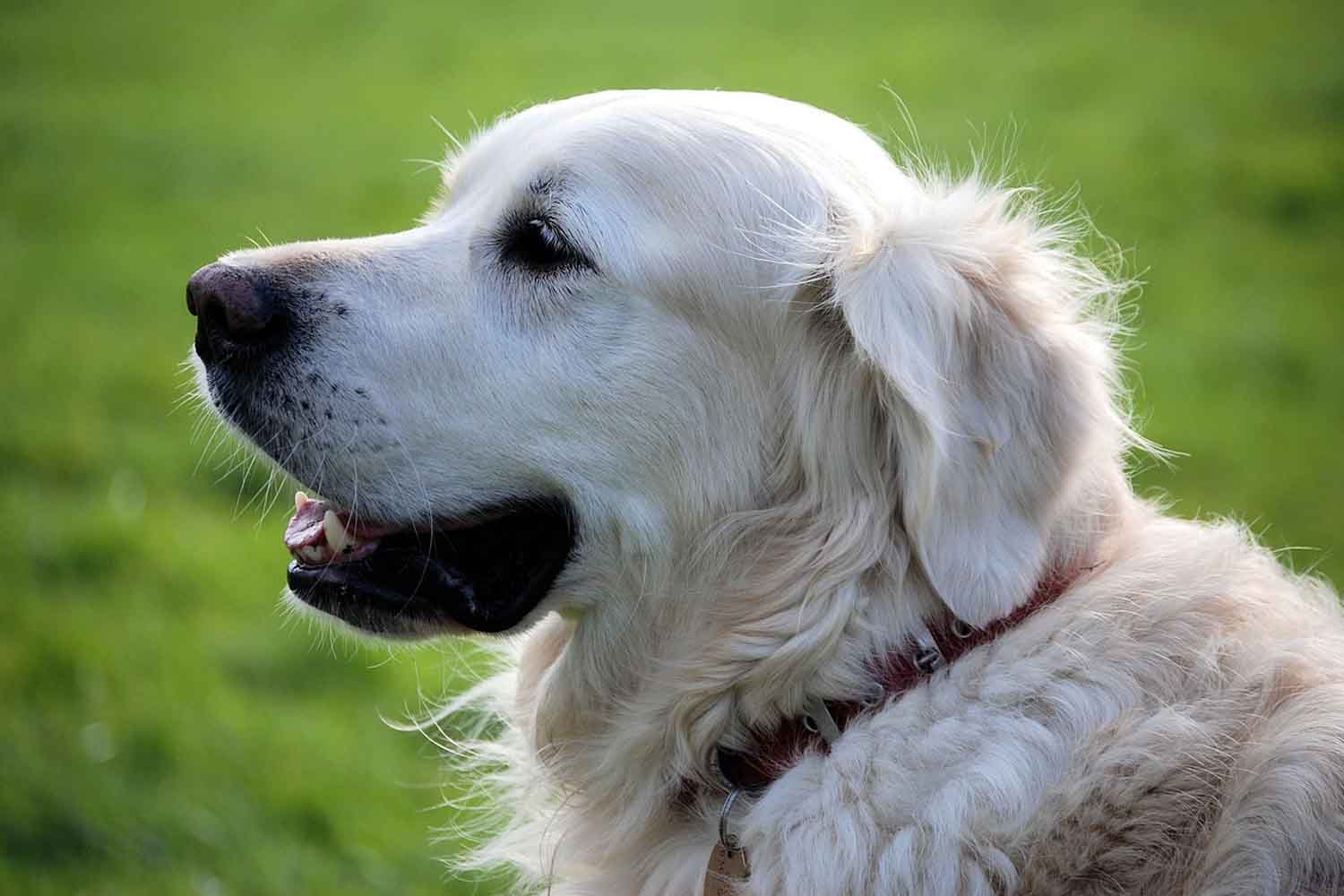 I microbi presenti nell’intestino del tuo cane potrebbero predire la ...