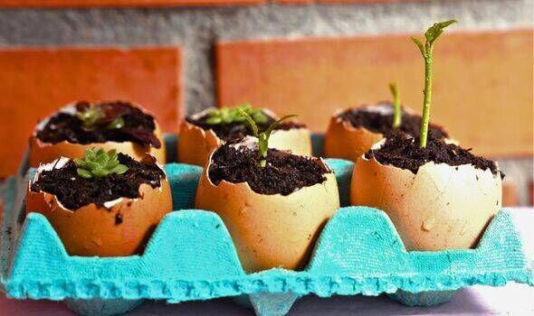 Rosemary, thyme and lavender thrive when one kitchen scrap is added to soil