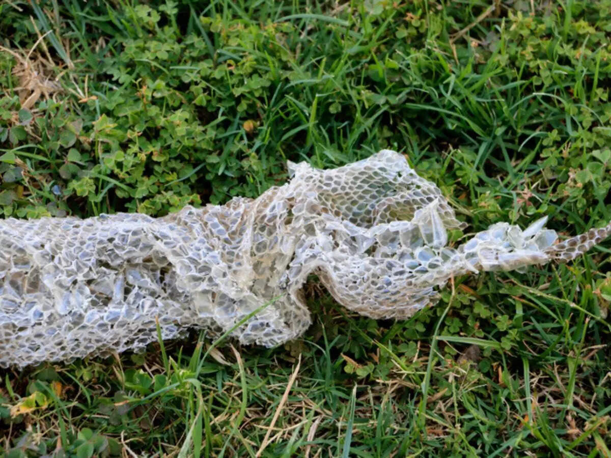 6 warning signs that may indicate a snake is hiding near your home