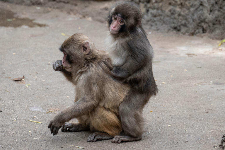 Japan to install air conditioning for Punch the monkey