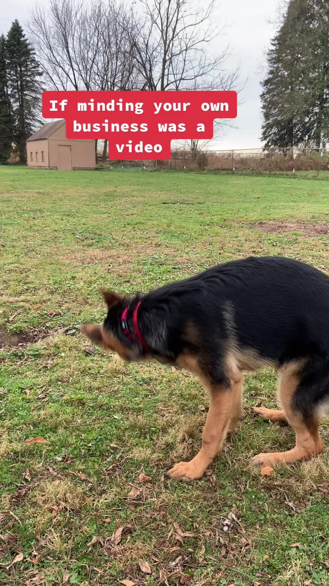 Just a little clueless sometimes: German shepherd moments