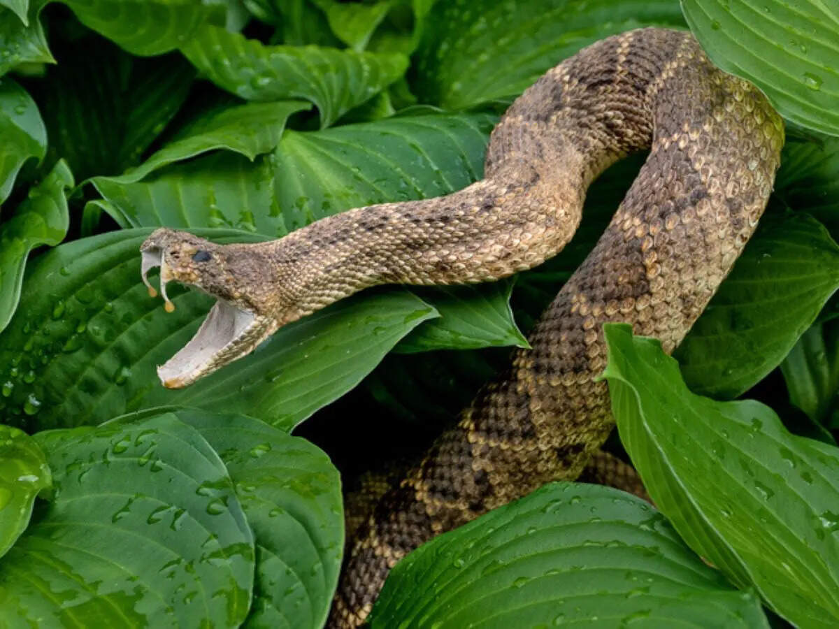 6 warning signs that may indicate a snake is hiding near your home
