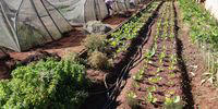 The Soweto farm that turned school grounds into food security