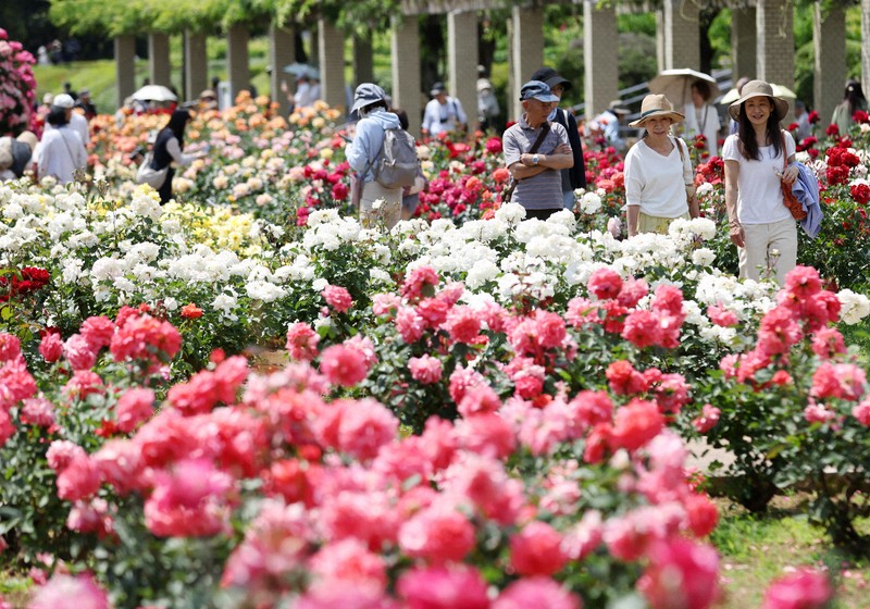 Easy Japanese news in translation: Roses in full bloom at botanical ...
