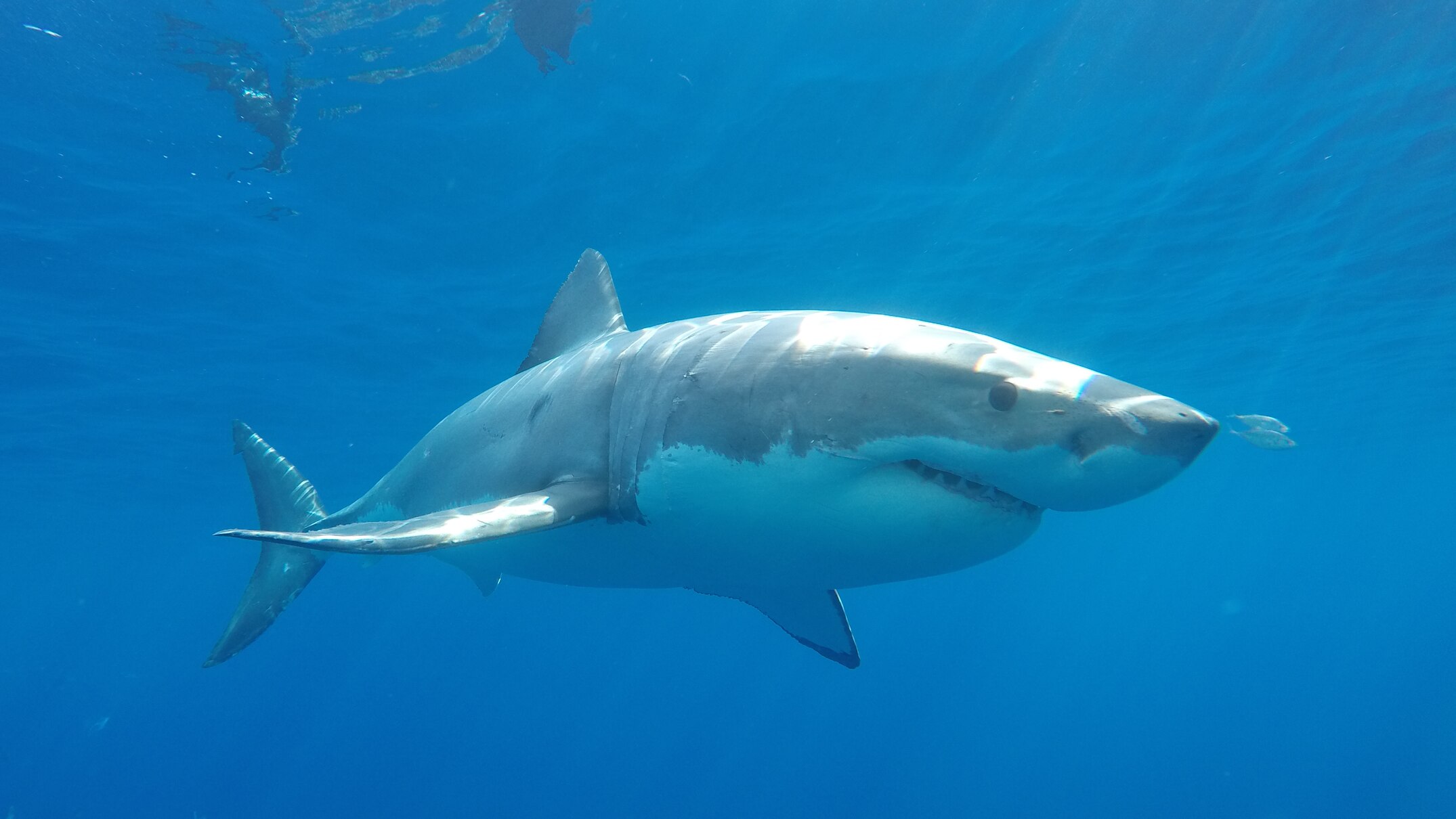 How WA's approach to shark mitigation has evolved over decades after ...