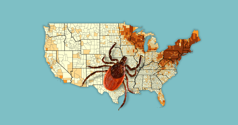 The 3 most common ticks in Ohio and where you'll find them