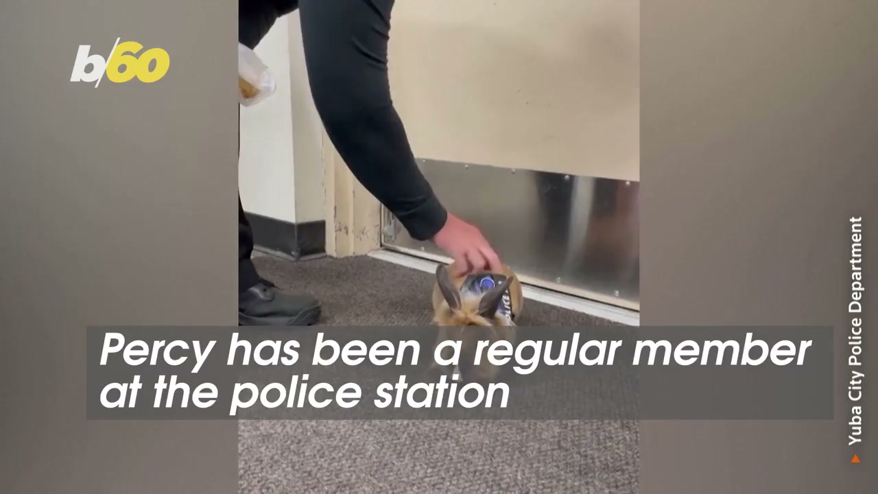 This might be the cutest new member ever to join a police department