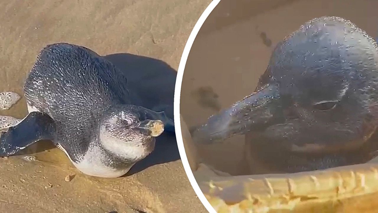 Vet rushes to beach to rescue exhausted penguin in South Africa