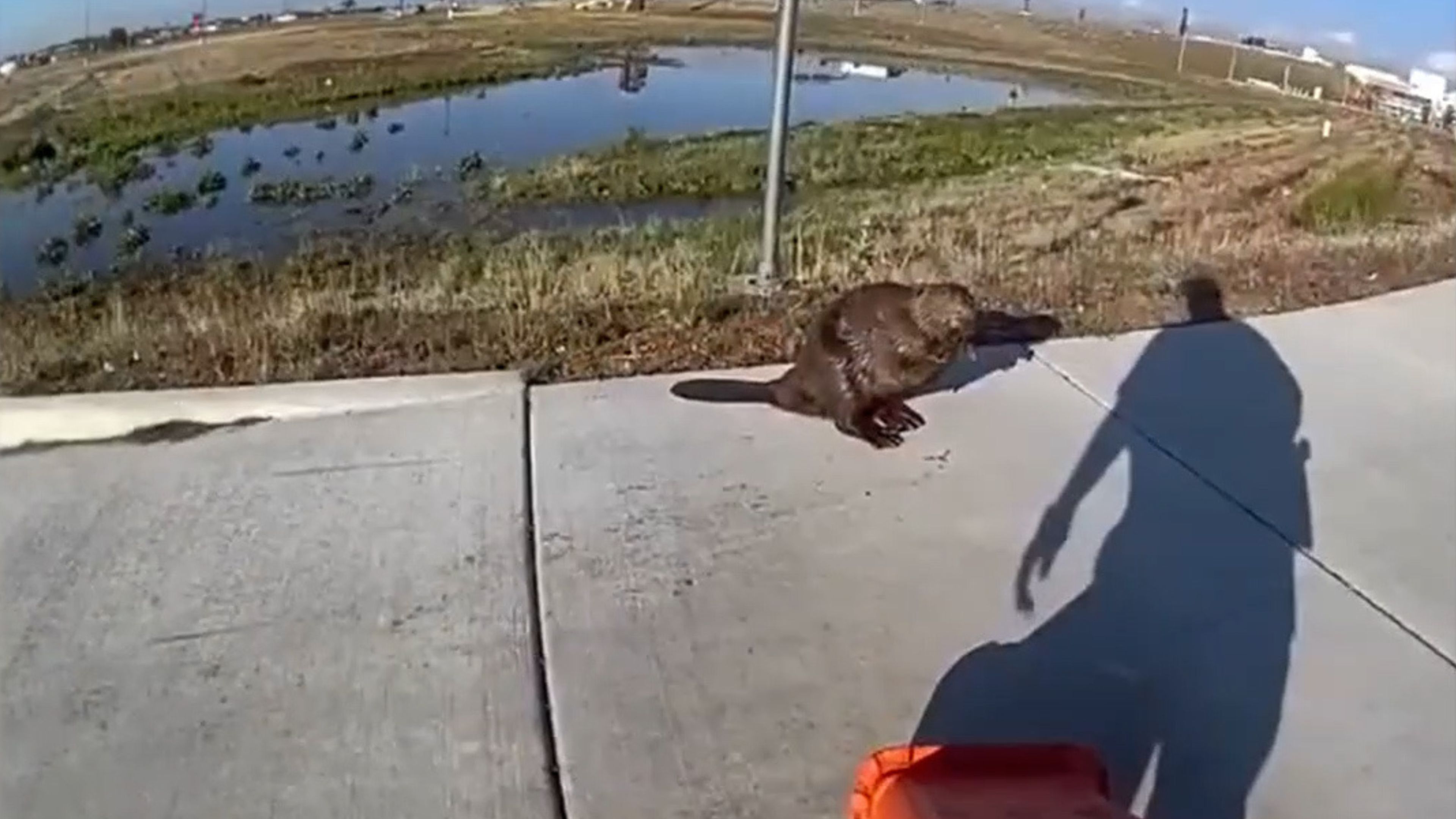 Stubborn beaver blocks Colorado intersection as police use traffic cone ...