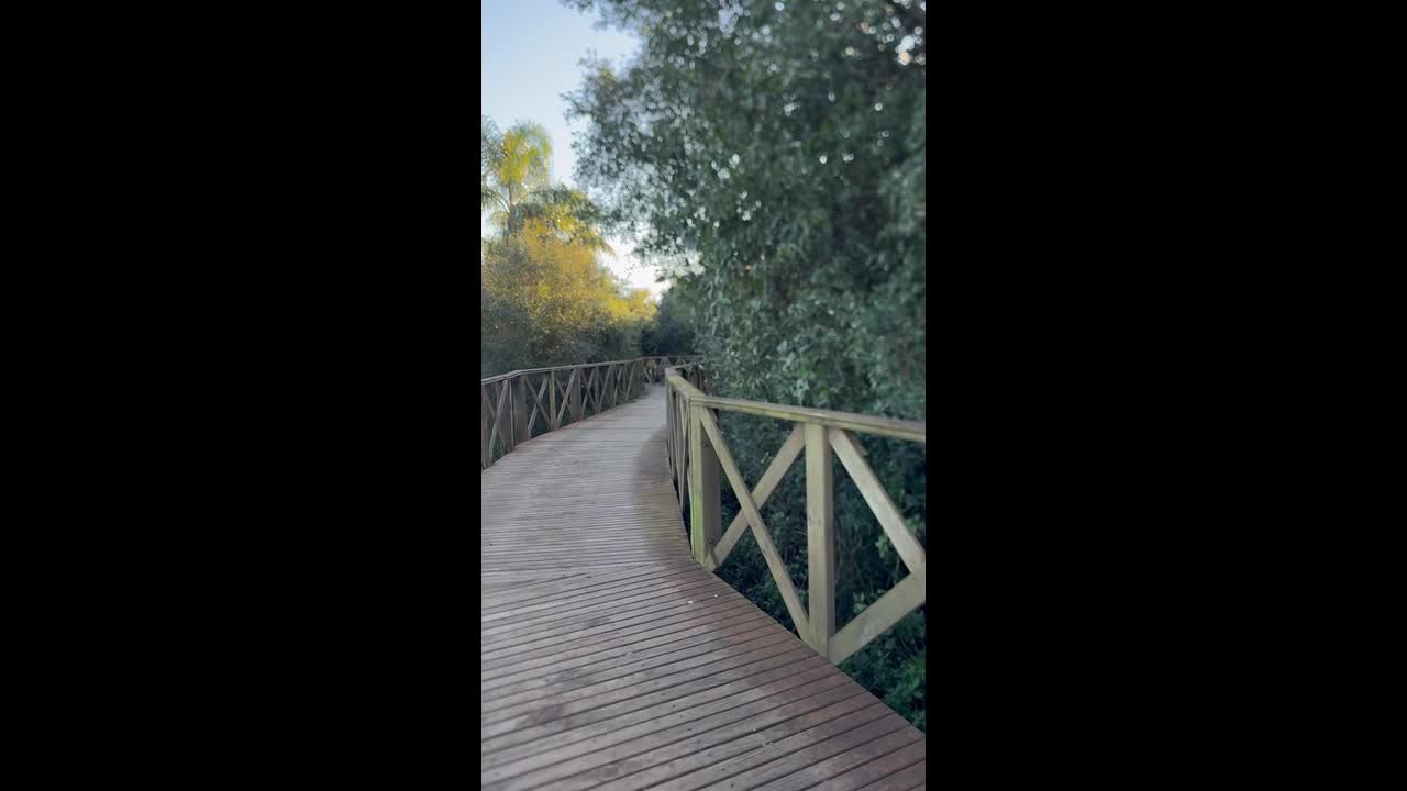Terrifying jaguar encounter as big cat stares down filmer in Argentine ...