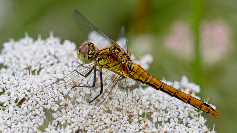 Plants that will attract dazzling dragonflies to your garden