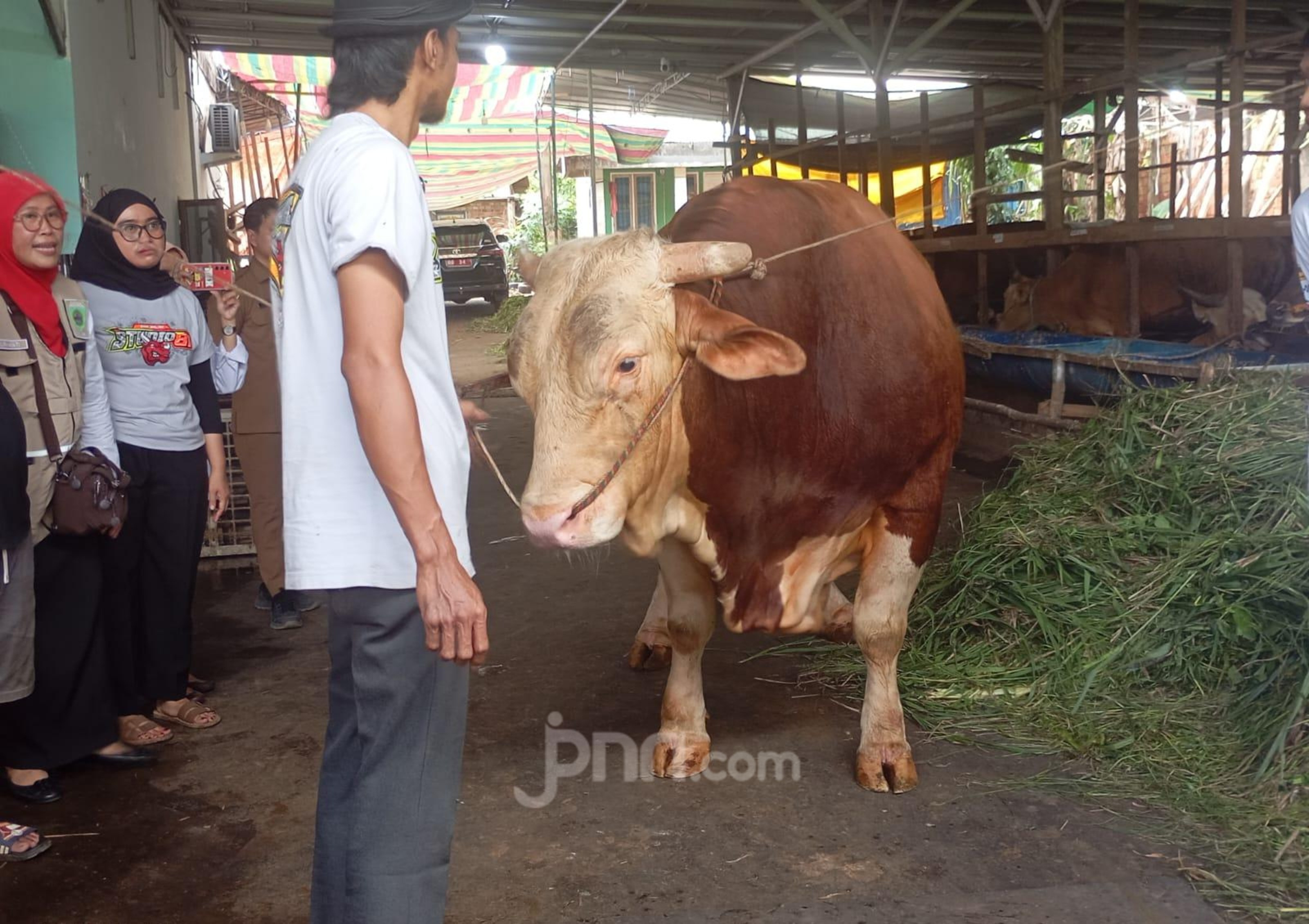 Sapi Arjuna berbobot 1,18 ton dipilih jadi hewan kurban Prabowo untuk ...