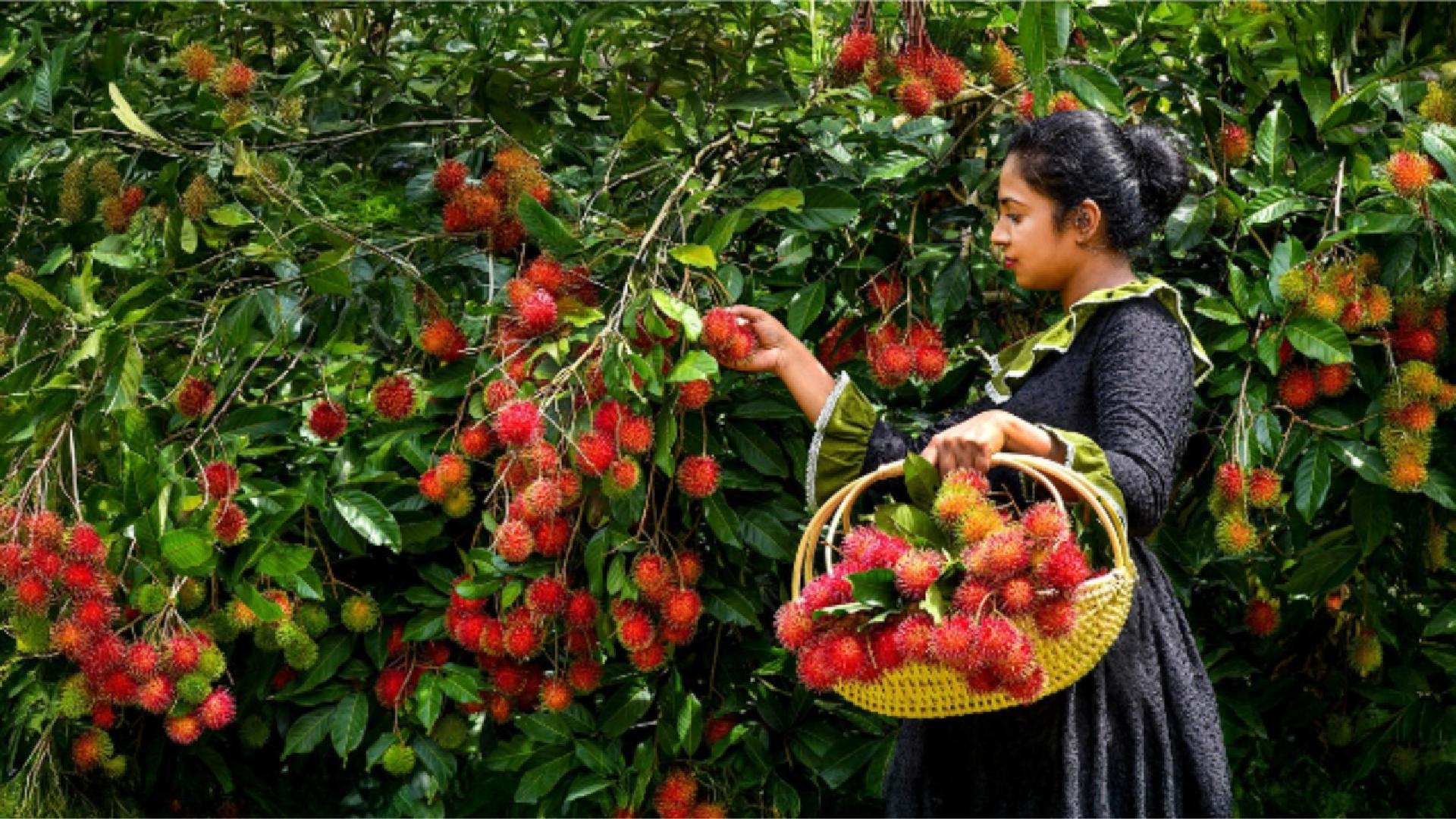 From rambutan harvest to homemade desserts and drinks
