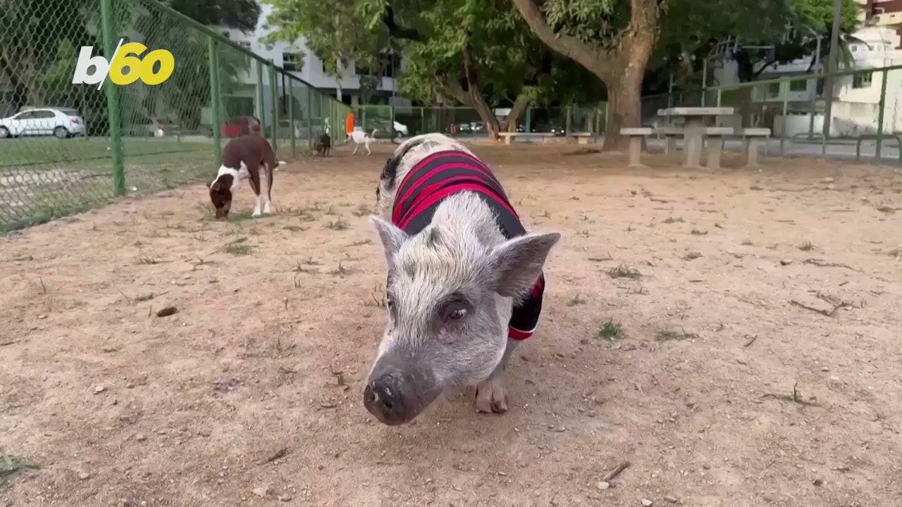 This pet pig can hang with the big dogs